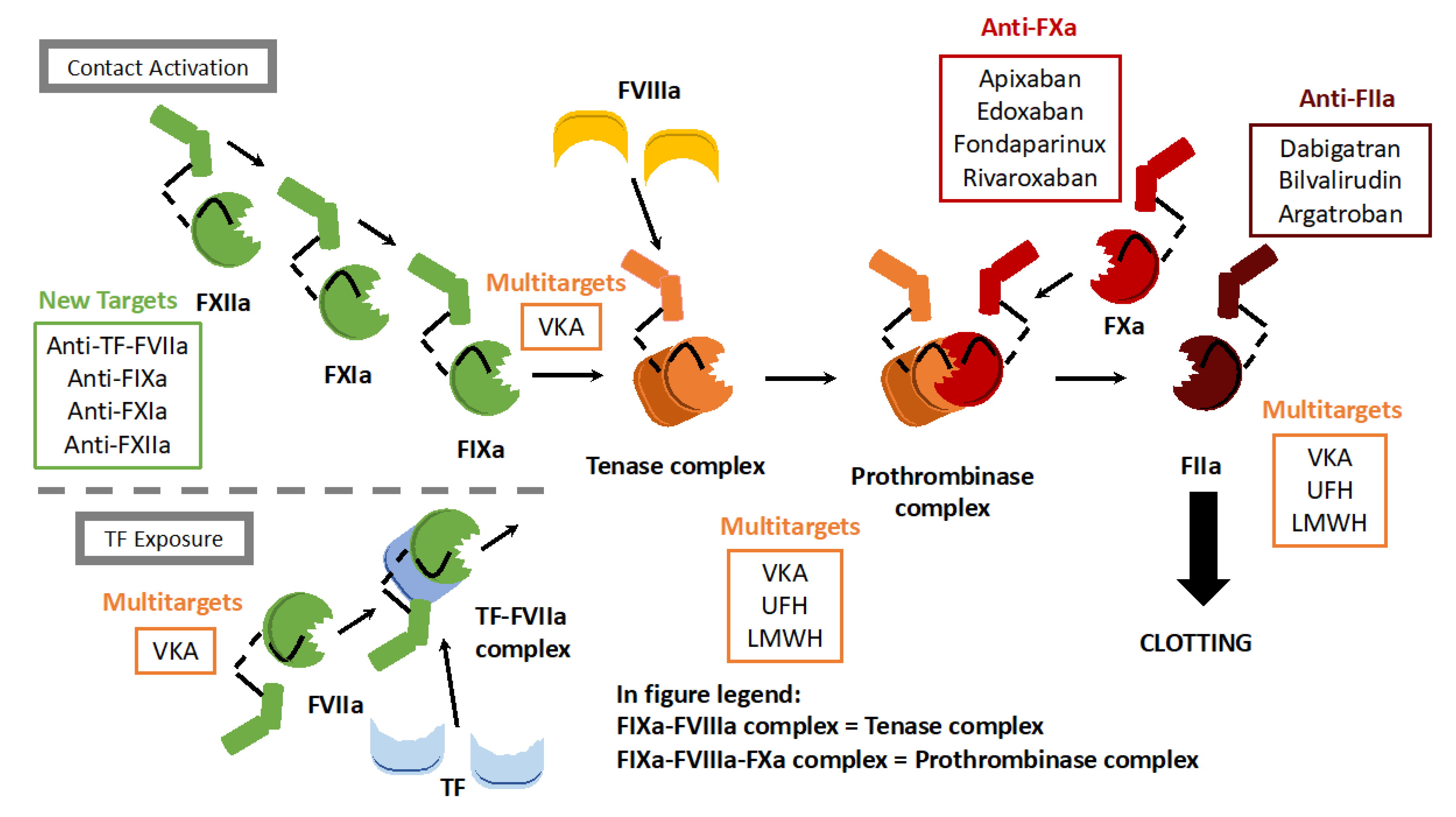 Coagulation Pathway Coagulation Pathway