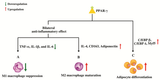 PPAR-γ Partial Agonists in Disease-Fate Decision with Special Reference ...