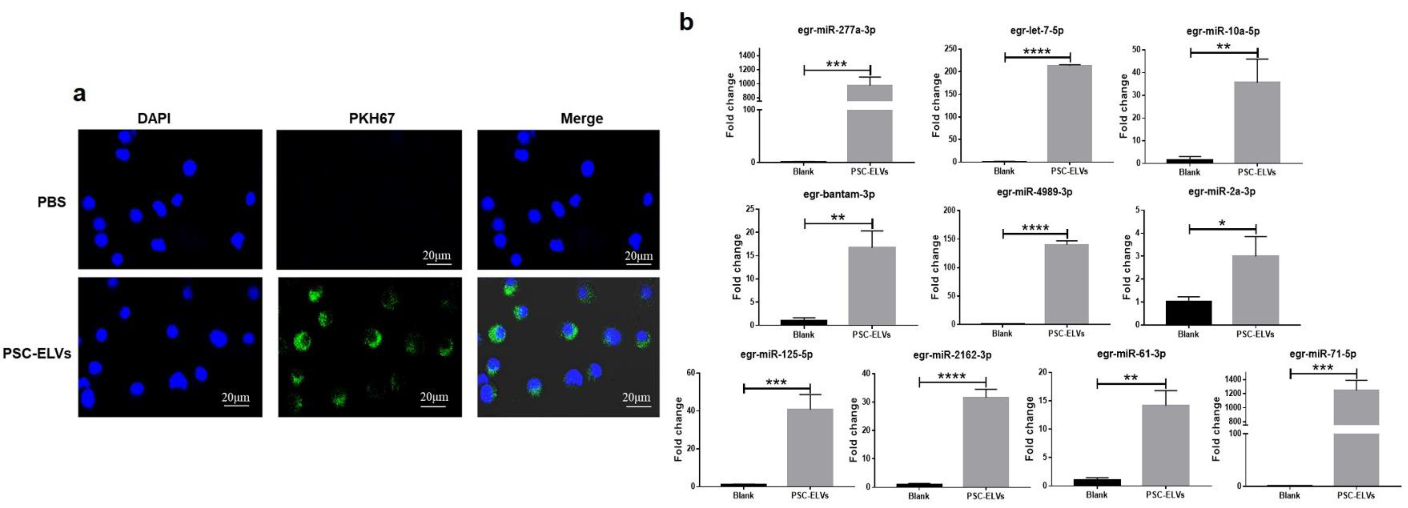 Echinococcus granulosus Protoscoleces-Derived Exosome-like Vesicles and ...