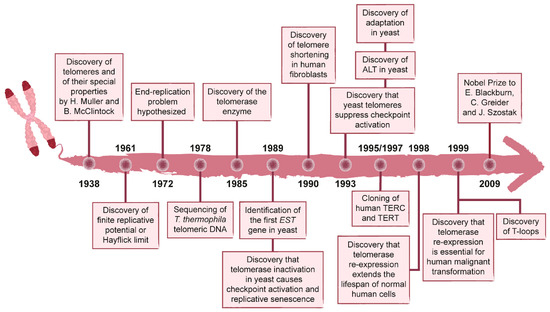 To Fix or Not to Fix: Maintenance of Chromosome Ends Versus Repair of ...