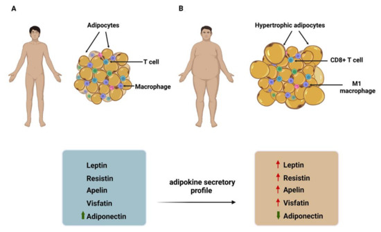 Adipokines as Regulators of Autophagy in Obesity-Linked Cancer