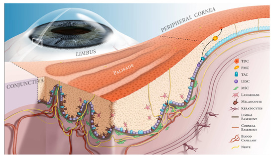 Cells | Free Full-Text | Therapeutic Strategies for Restoring Perturbed ...