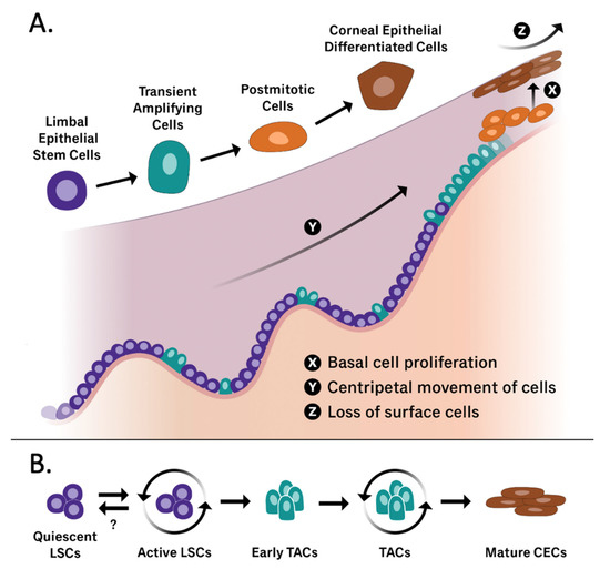Cells | Free Full-Text | Therapeutic Strategies for Restoring Perturbed ...