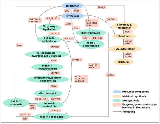 Melatonin and Indole-3-Acetic Acid Synergistically Regulate Plant ...