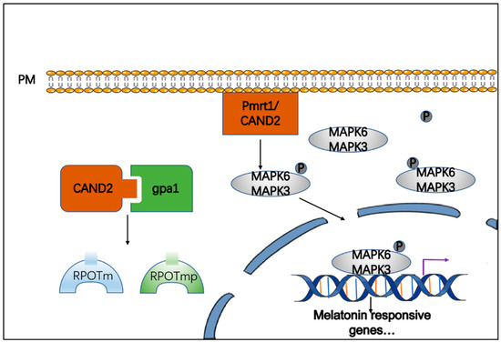 Melatonin and Indole-3-Acetic Acid Synergistically Regulate Plant ...