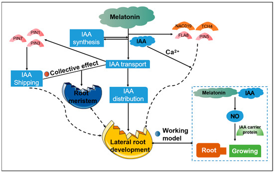 Melatonin and Indole-3-Acetic Acid Synergistically Regulate Plant ...