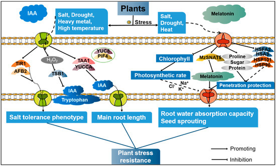 Melatonin and Indole-3-Acetic Acid Synergistically Regulate Plant ...