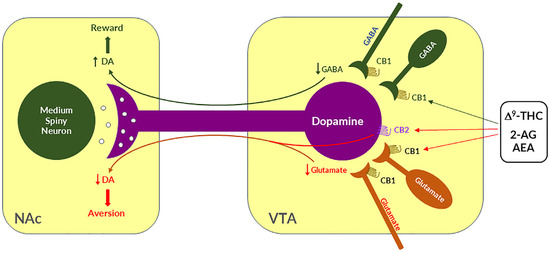 Neutral CB1 Receptor Antagonists as Pharmacotherapies for Substance Use ...