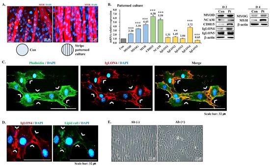 IgLON4 Regulates Myogenesis via Promoting Cell Adhesion and Maintaining ...