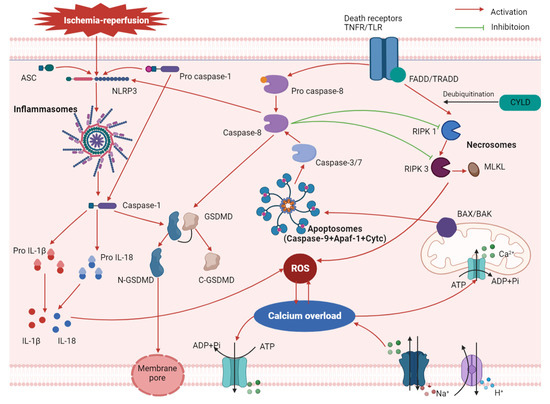 Research Progress on the Role of Pyroptosis in Myocardial Ischemia ...