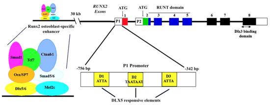 DLX Genes in the Development and Maintenance of the Vertebrate Skeleton ...