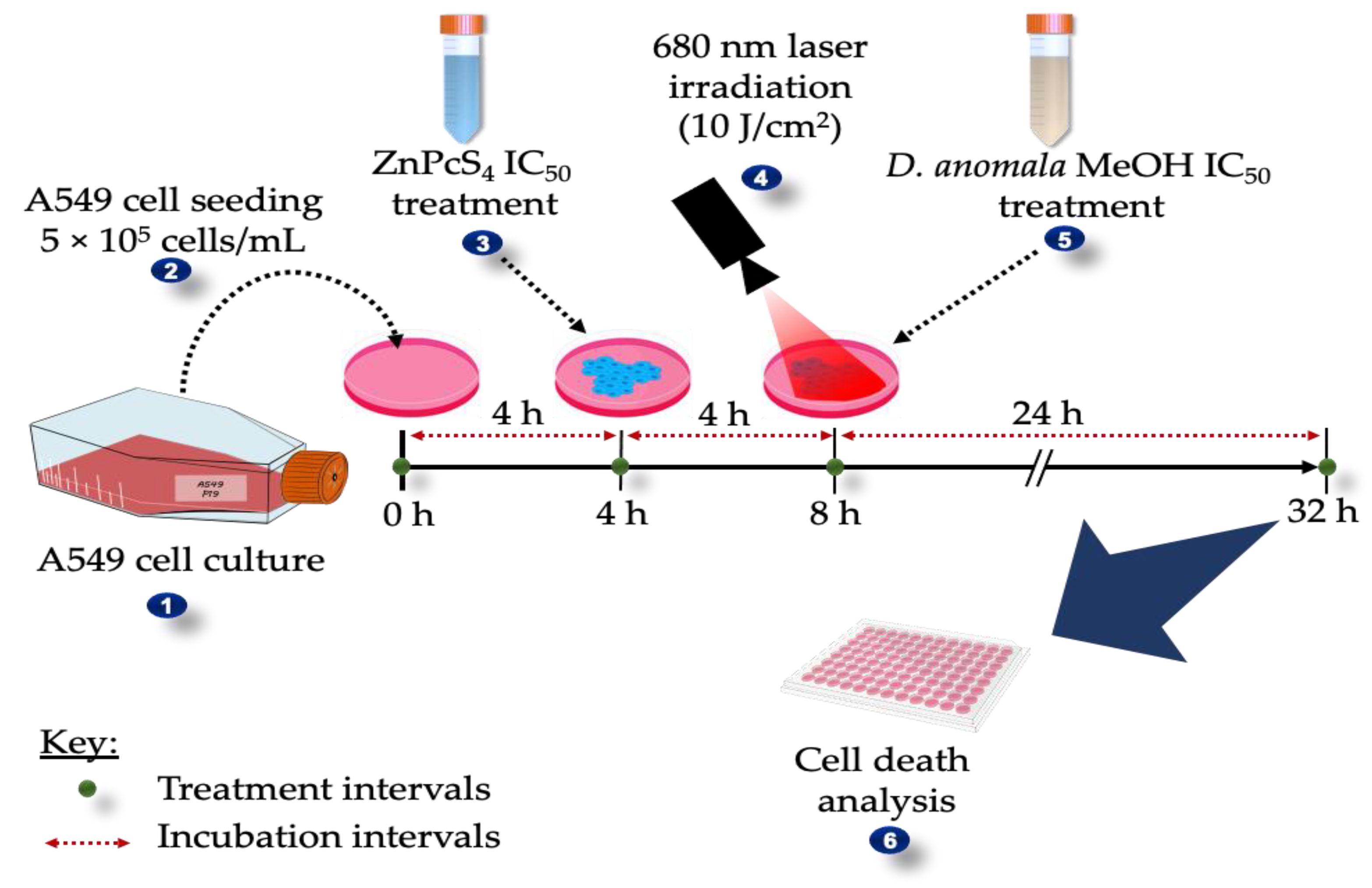 In Vitro Cell Death Mechanisms Induced by Dicoma anomala Root Extract in Combination with ZnPcS4 ...