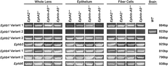 Mapping the Universe of Eph Receptor and Ephrin Ligand Transcripts in ...