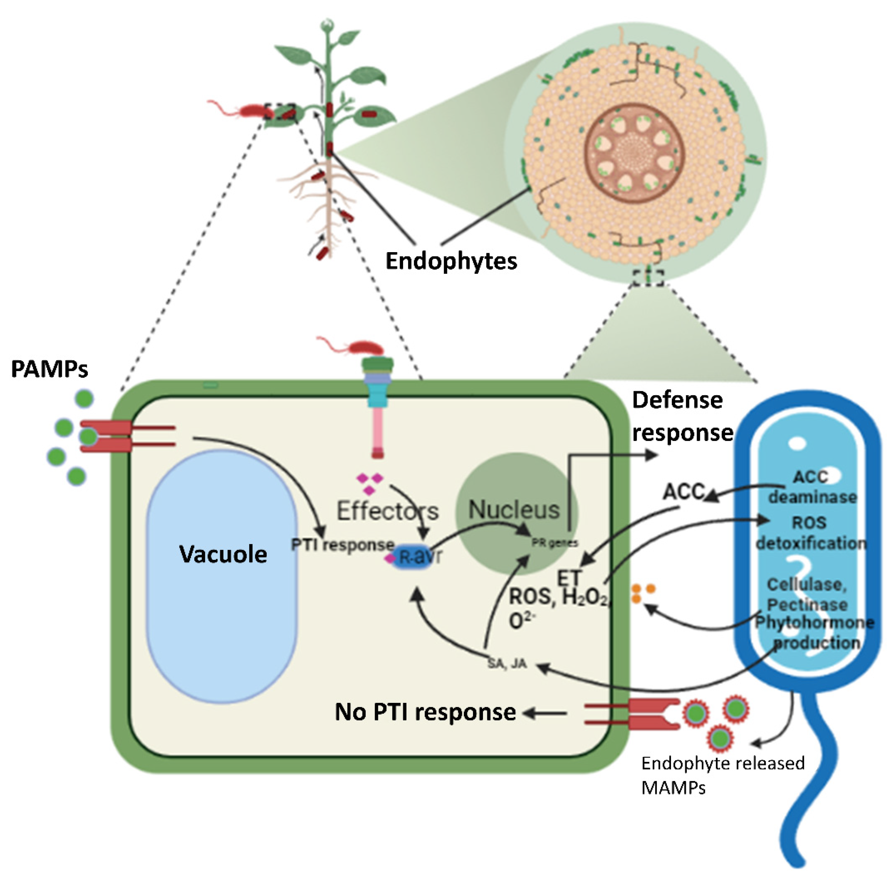 Endophyte-Mediated Stress Tolerance in Plants: A Sustainable Strategy ...