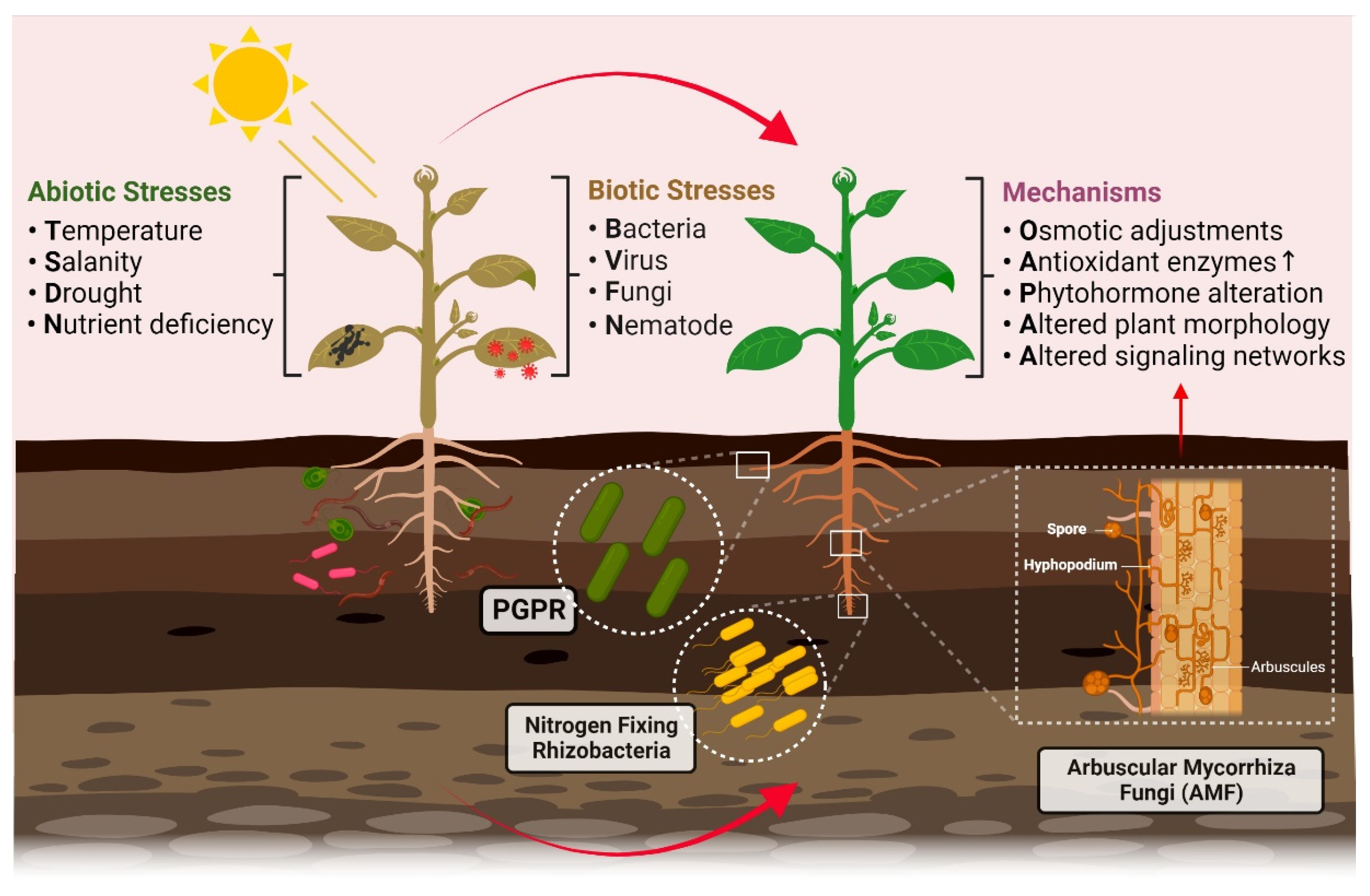 Endophyte-Mediated Stress Tolerance in Plants: A Sustainable Strategy to Enhance Resilience and ...