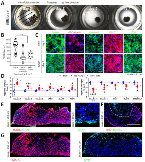 A Human Stem Cell-Derived Brain-Liver Chip for Assessing Blood-Brain ...
