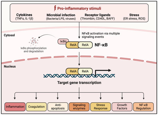 Therapeutic Targeting of NF-κB in Acute Lung Injury: A Double-Edged Sword