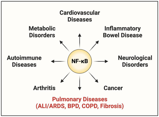 Therapeutic Targeting of NF-κB in Acute Lung Injury: A Double-Edged Sword