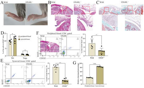 Synovial Macrophages Expression of OX40L Is Required for Follicular ...
