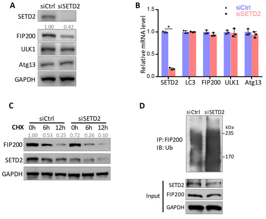 FIP200 Methylation by SETD2 Prevents Trim21-Induced Degradation and ...