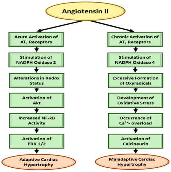 Angiotensin II-Induced Signal Transduction Mechanisms for Cardiac ...
