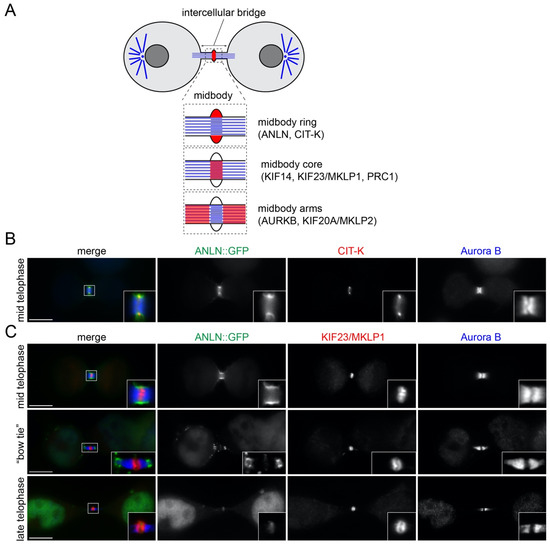 Midbody Proteins Display Distinct Dynamics during Cytokinesis