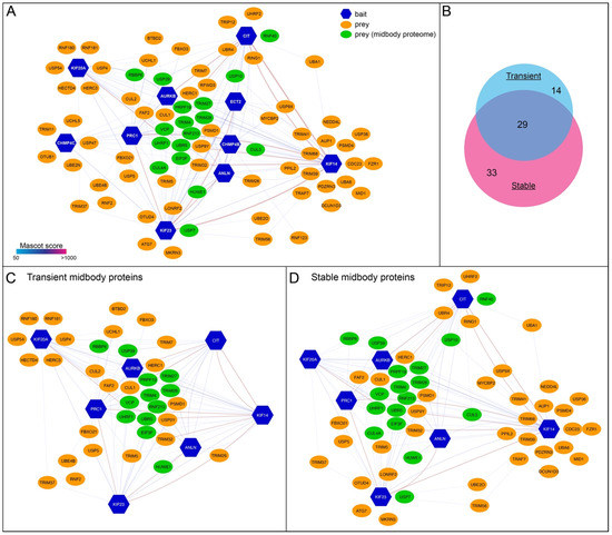 Midbody Proteins Display Distinct Dynamics during Cytokinesis