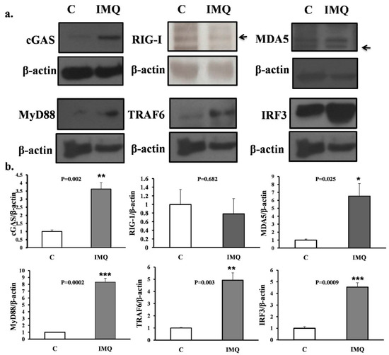 A Study on MDA5 Signaling in Splenic B Cells from an Imiquimod-Induced ...
