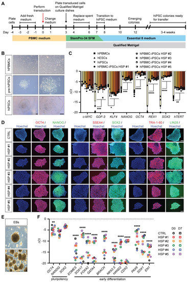 Autologous iPSC-Derived Human Neuromuscular Junction to Model the ...