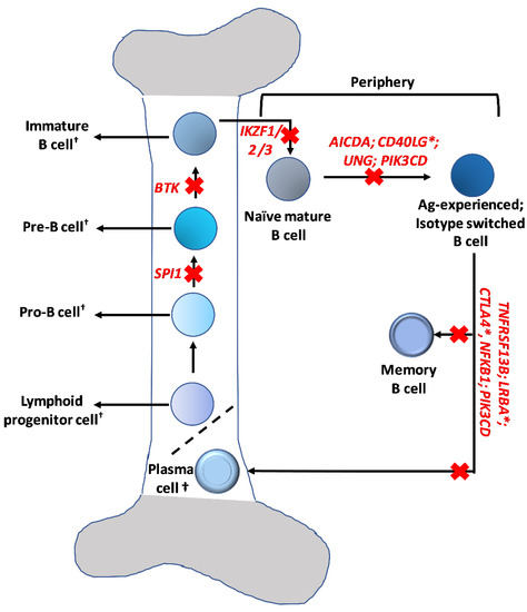 Clinical Aspects of B Cell Immunodeficiencies: The Past, the Present ...
