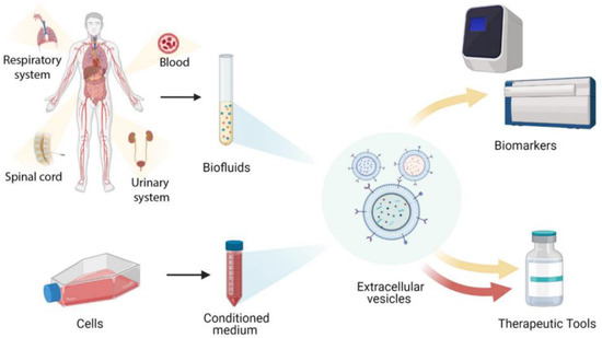 Mesenchymal Stem Cell-Derived Extracellular Vesicles for Therapeutic ...