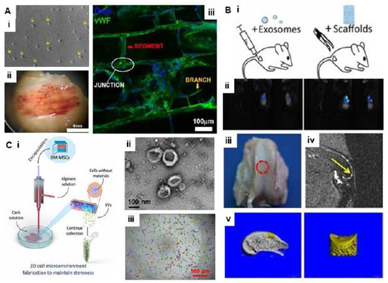Mesenchymal Stem Cell-Derived Extracellular Vesicles for Therapeutic Use and in Bioengineering ...