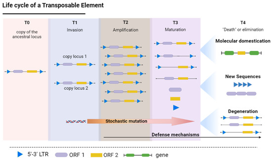 Transposable Elements as a Source of Novel Repetitive DNA in the Eukaryote Genome