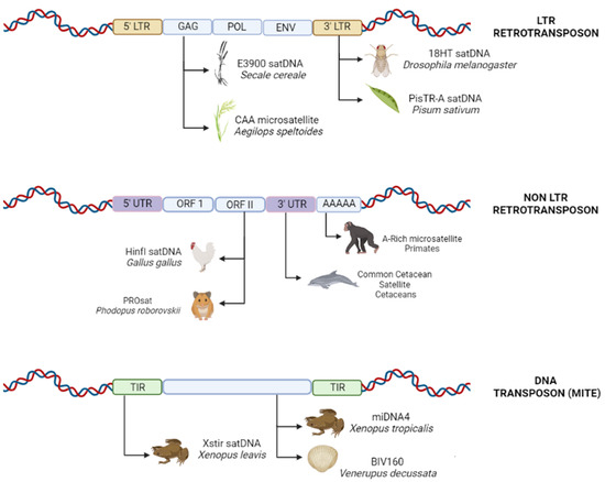 Transposable Elements as a Source of Novel Repetitive DNA in the Eukaryote Genome
