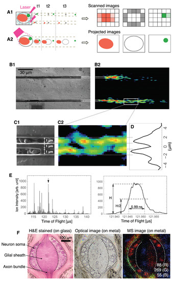 Space and Time Coherent Mapping for Subcellular Resolution of Imaging ...