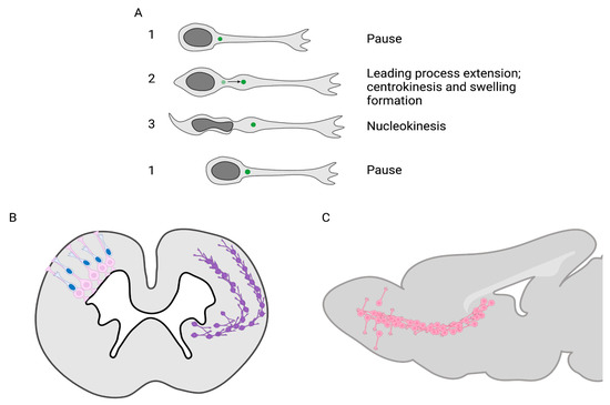 The Primary Cilium and Neuronal Migration
