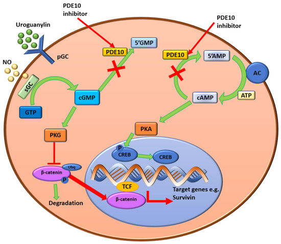 The Biological Relevance of Papaverine in Cancer Cells