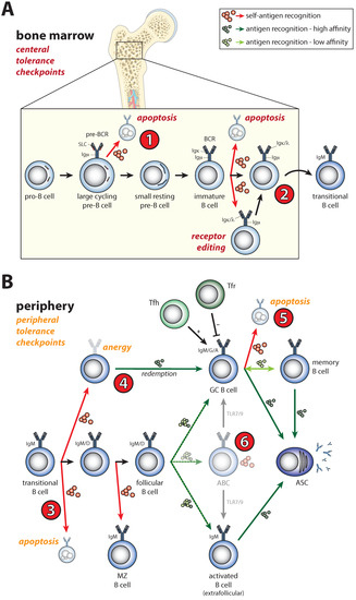 Aberrant B Cell Signaling in Autoimmune Diseases