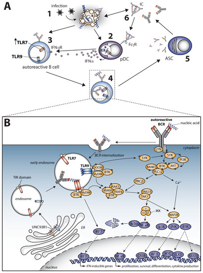 Aberrant B Cell Signaling in Autoimmune Diseases