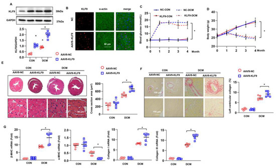 KLF9 Aggravates Streptozotocin-Induced Diabetic Cardiomyopathy by ...