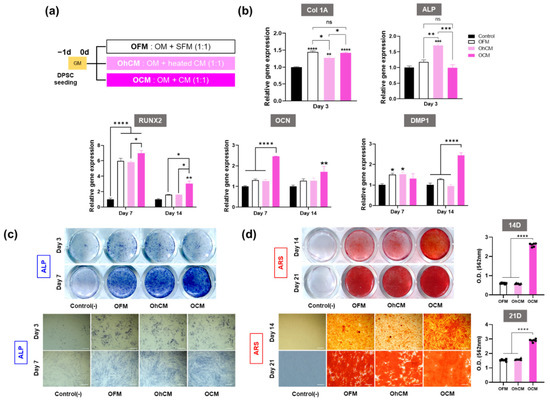 Cells | Free Full-Text | The Potential Application of Human Gingival ...