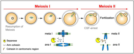Separase Control and Cohesin Cleavage in Oocytes: Should I Stay or ...