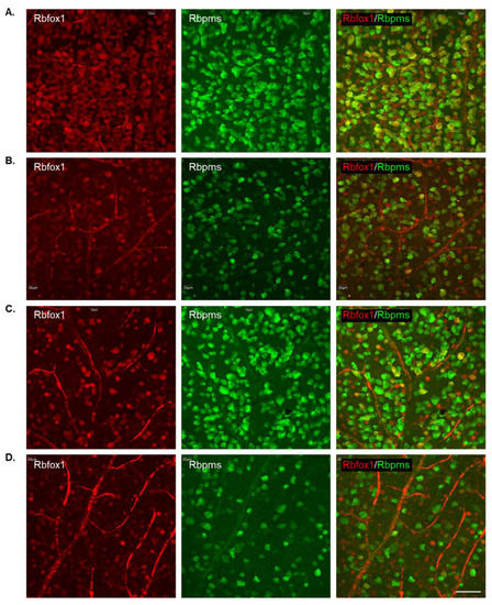 Cells | Free Full-Text | Visual Function and Survival of Injured ...