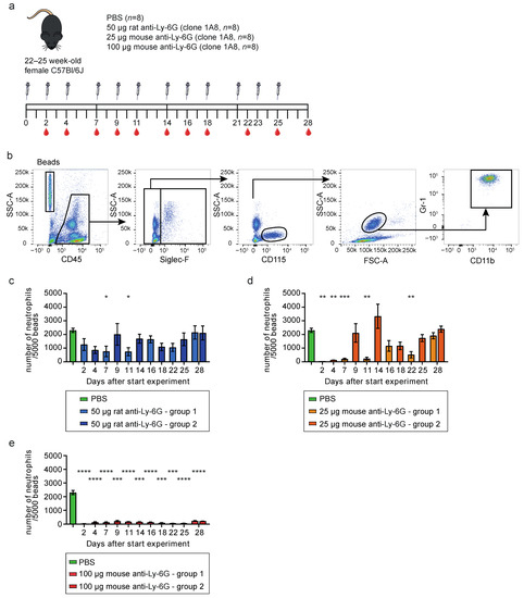Effective, Long-Term, Neutrophil Depletion Using a Murinized Anti-Ly-6G ...