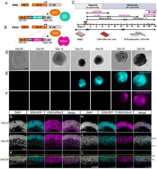 Chromatin Accessibility and Transcriptional Differences in Human Stem Cell-Derived Early-Stage ...