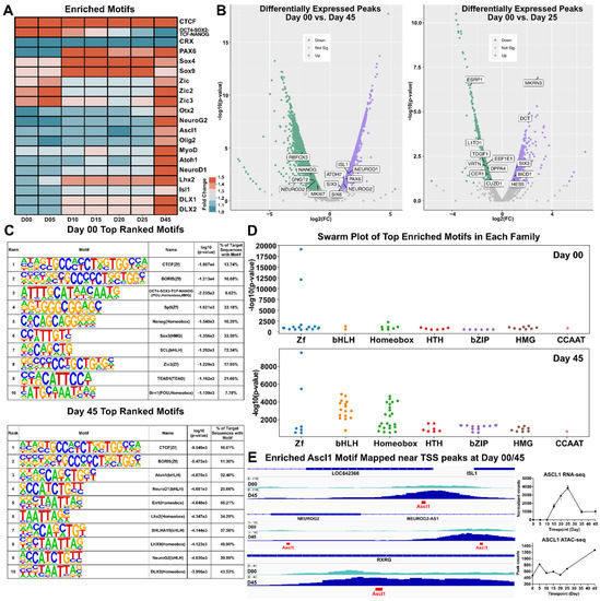 Chromatin Accessibility and Transcriptional Differences in Human Stem Cell-Derived Early-Stage ...
