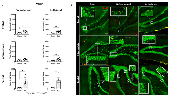 Sustained Activation of the Anterior Thalamic Neurons with Low Doses of ...