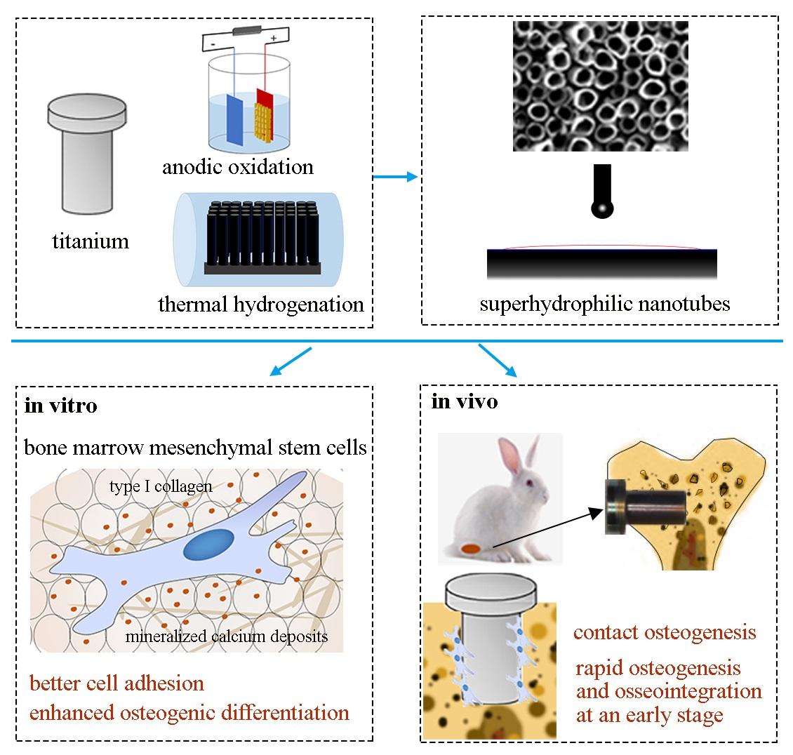 Cells | Free Full-Text | In Vitro and In Vivo Studies of Hydrogenated Titanium Dioxide Nanotubes ...
