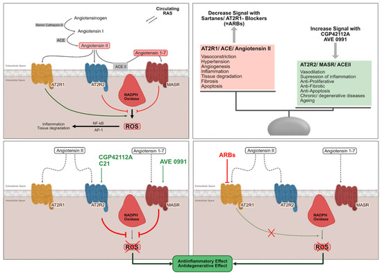 In Vitro Characterization of a Tissue Renin-Angiotensin System in Human ...