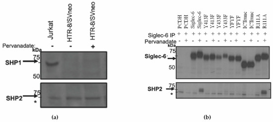 Siglec-6 Signaling Uses Src Kinase Tyrosine Phosphorylation and SHP-2 ...